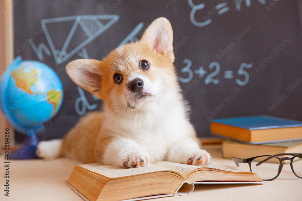 Corgi Reading Book