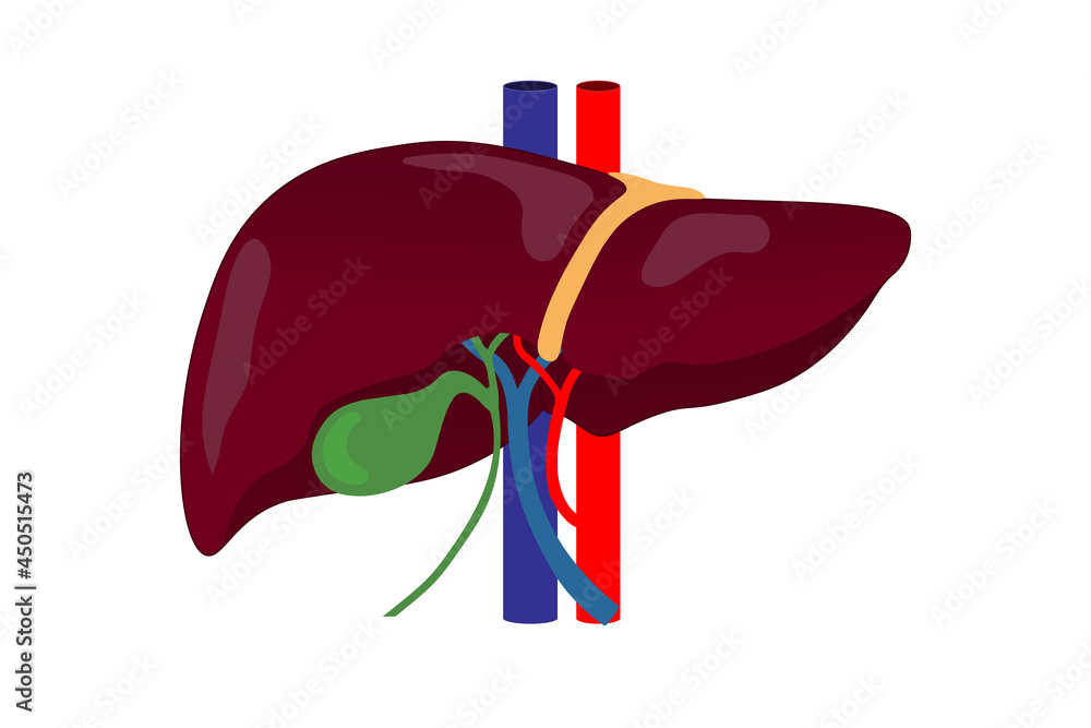 Anatomy of human liver and the blood vessels that flow into the liver ...