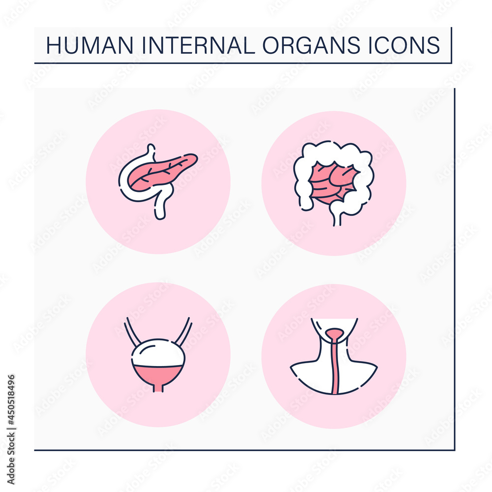 Human internal organs color icons set. Gallbladder, intestines ...
