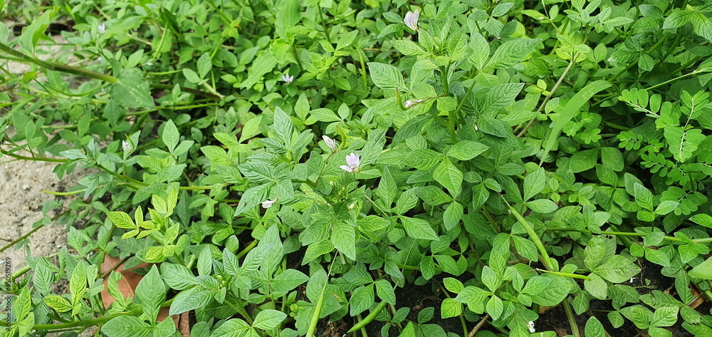 Foto de Fresh green leaves and light purple flowers of spider weed ...