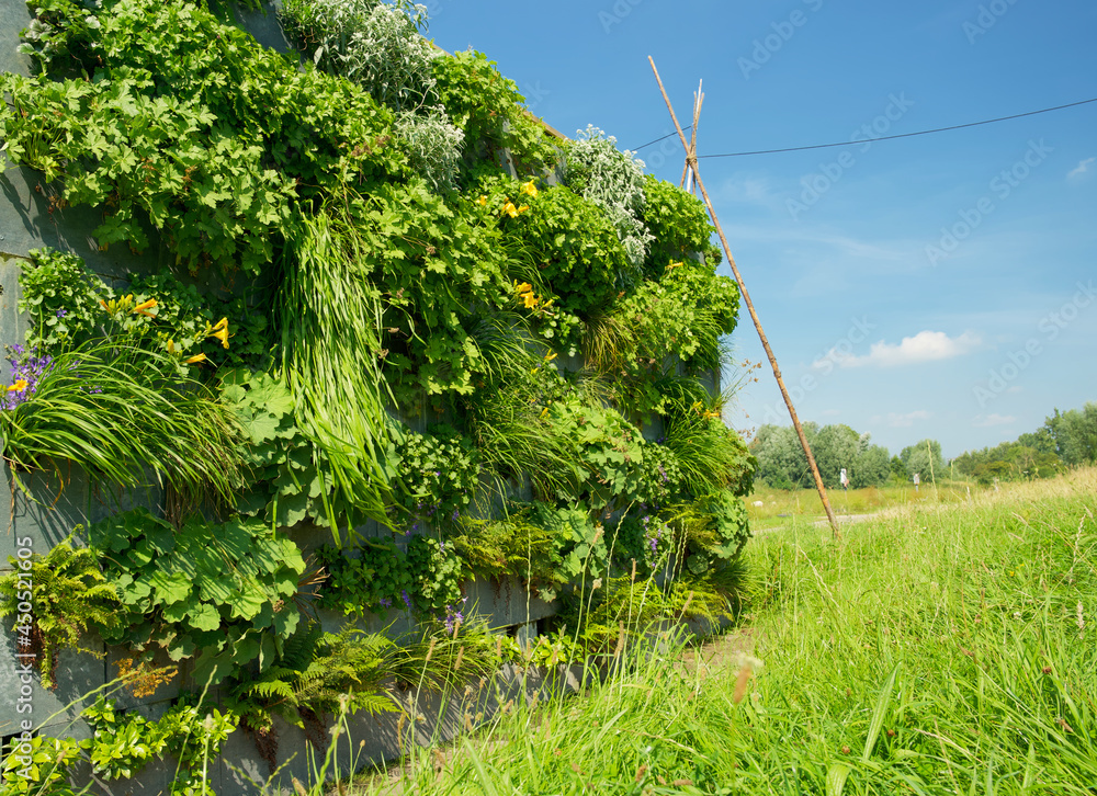 Green vertical green facade garden in full bloom for climate adaptation ...
