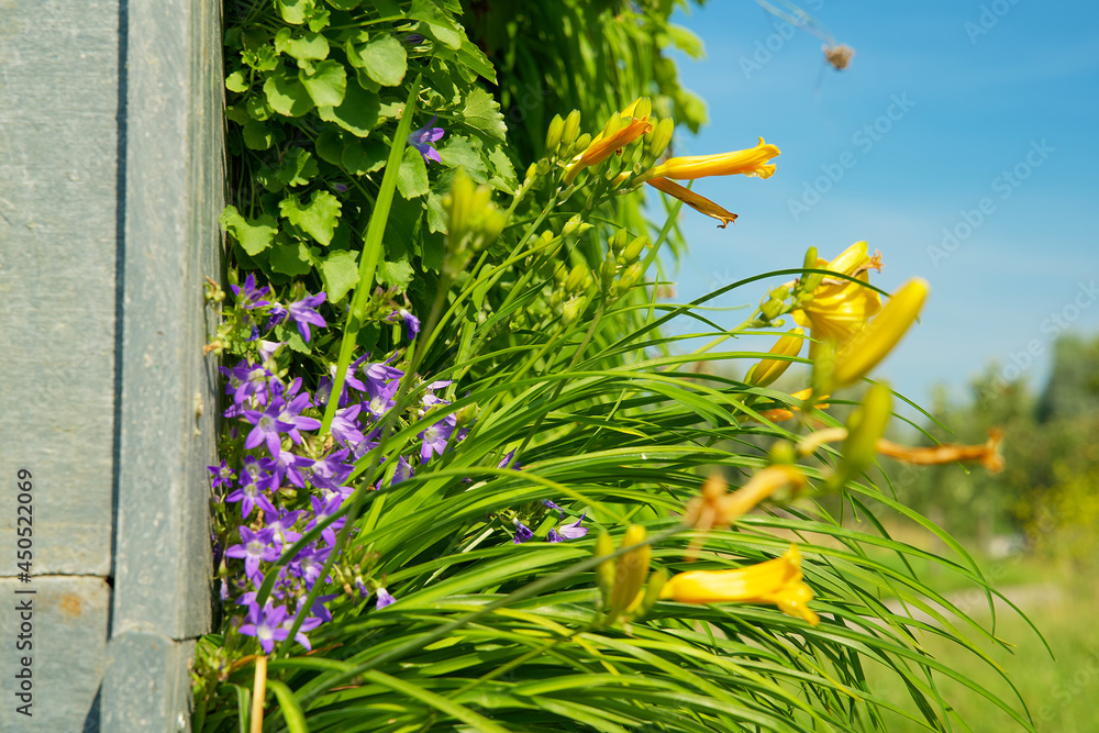 Green vertical green facade garden in full bloom for climate adaptation ...