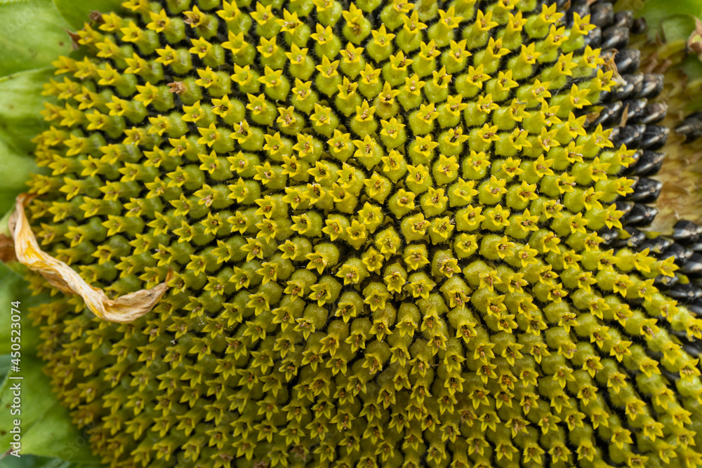 Flowers and seeds of a sunflower without leaves, macrophotography ...