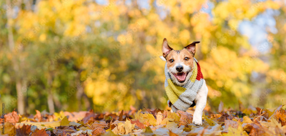 Dogs Playing In Leaves