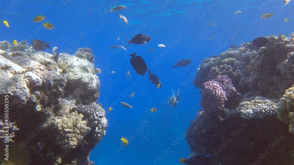 Sailing through a rift in a coral reef in morning sunrays. Sun rays in ...