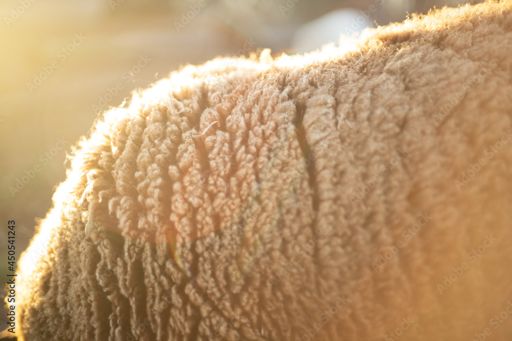 Sheep wool close up during golden hour. Farm animal coat texture. Stock ...