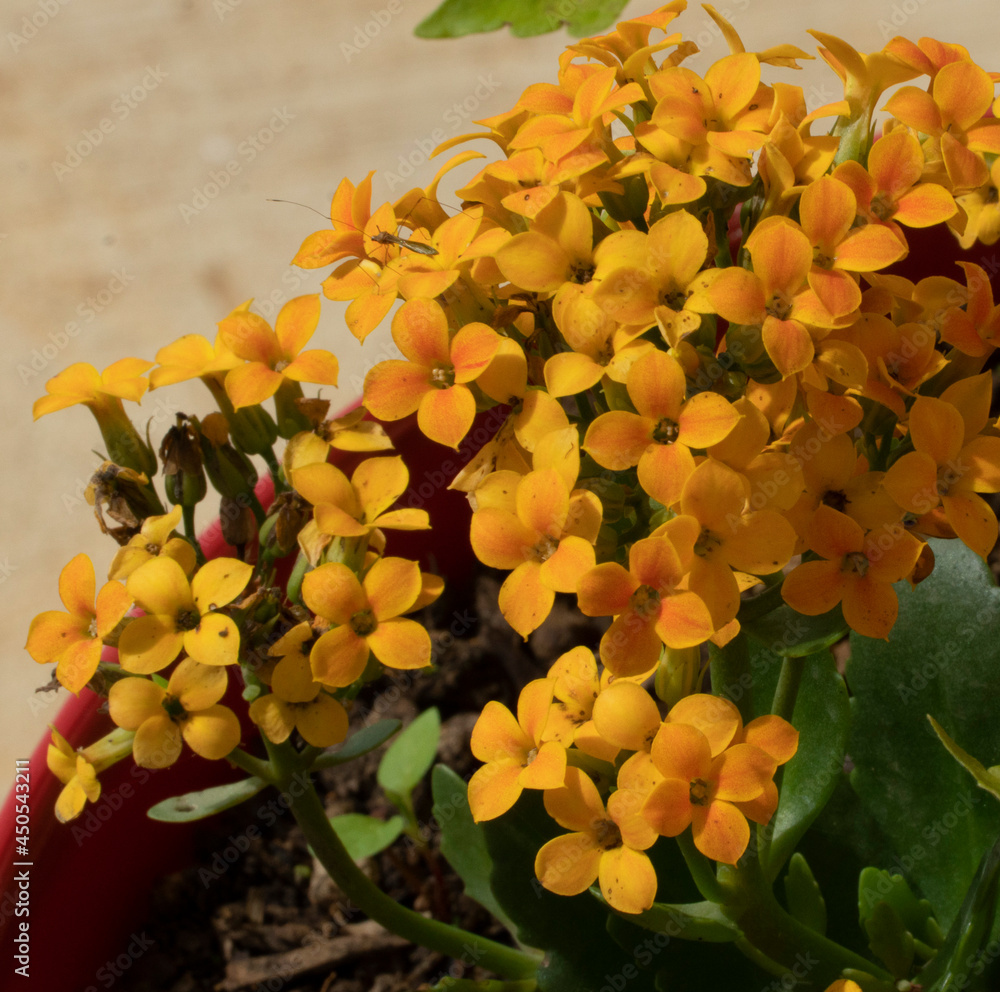 Kalanchoe blossfeldiana is a species of plant in the Kalanchoe genus ...