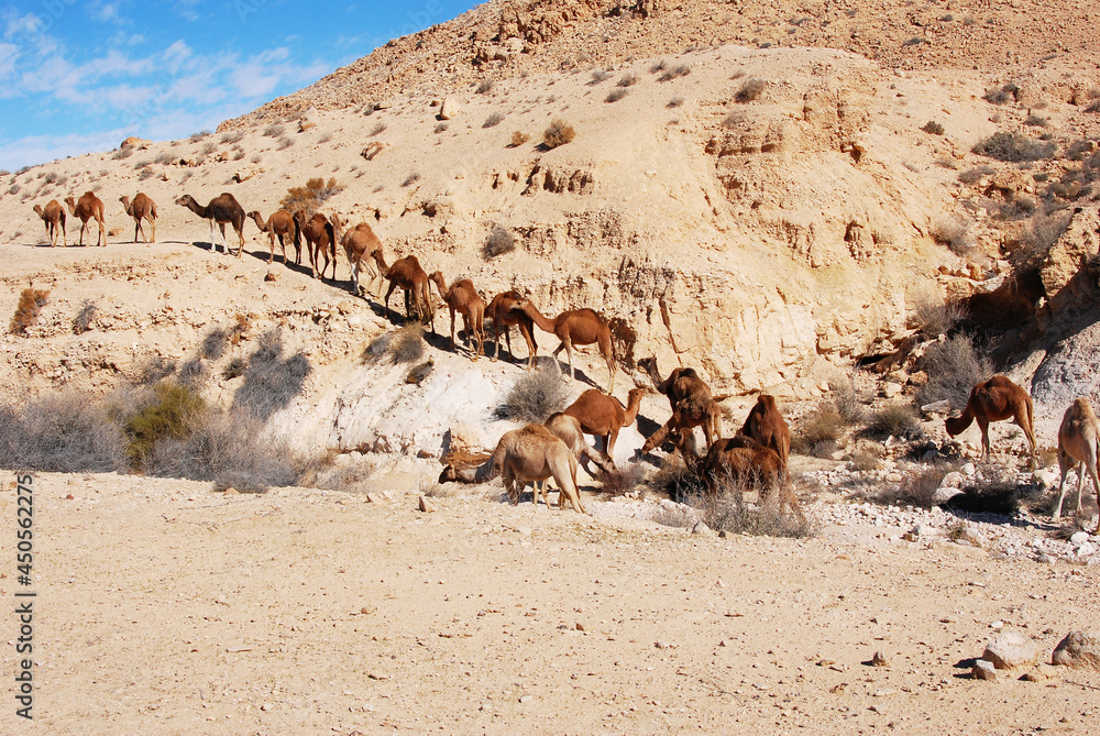 Camels in the Negev desert in Israel, Machtesh Ramon, Mitzpe Ramon ...