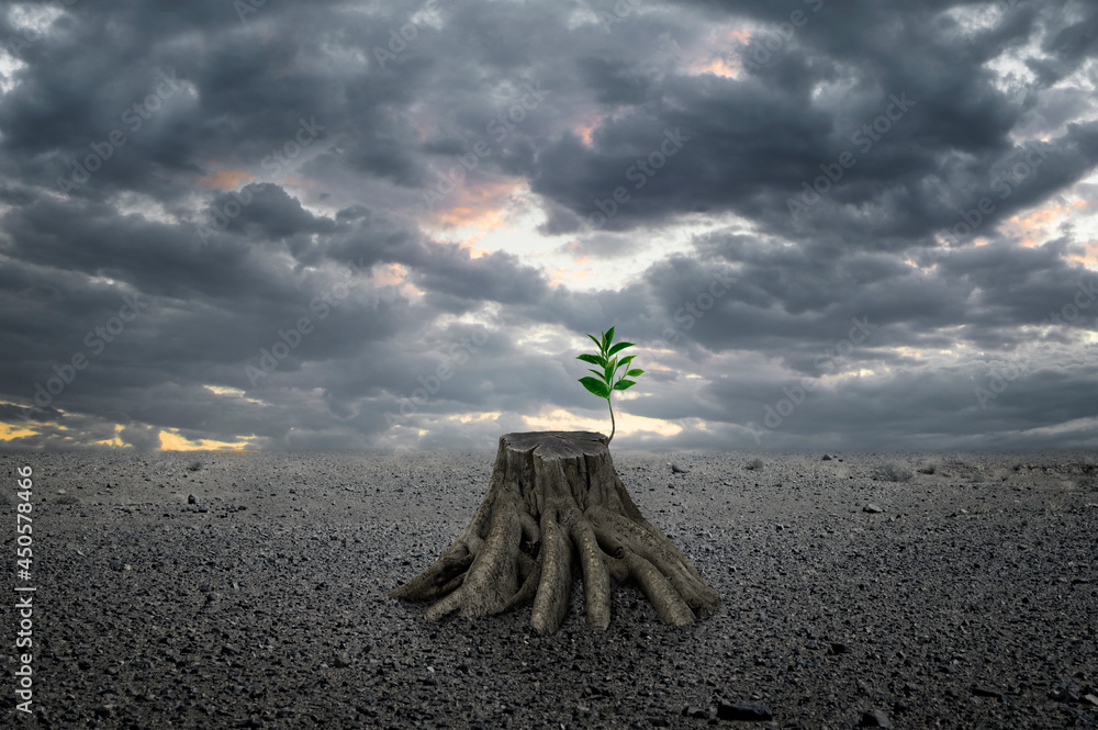 New sprout emerges from a felled tree Stock Photo | Adobe Stock
