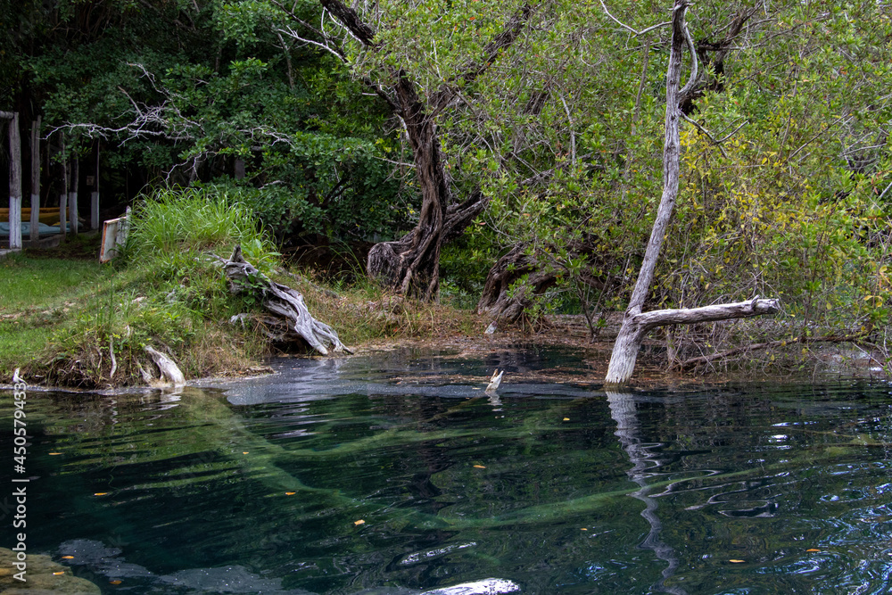 "Cenote azul" Bacalar Merida México, agua verde y transparente Stock ...