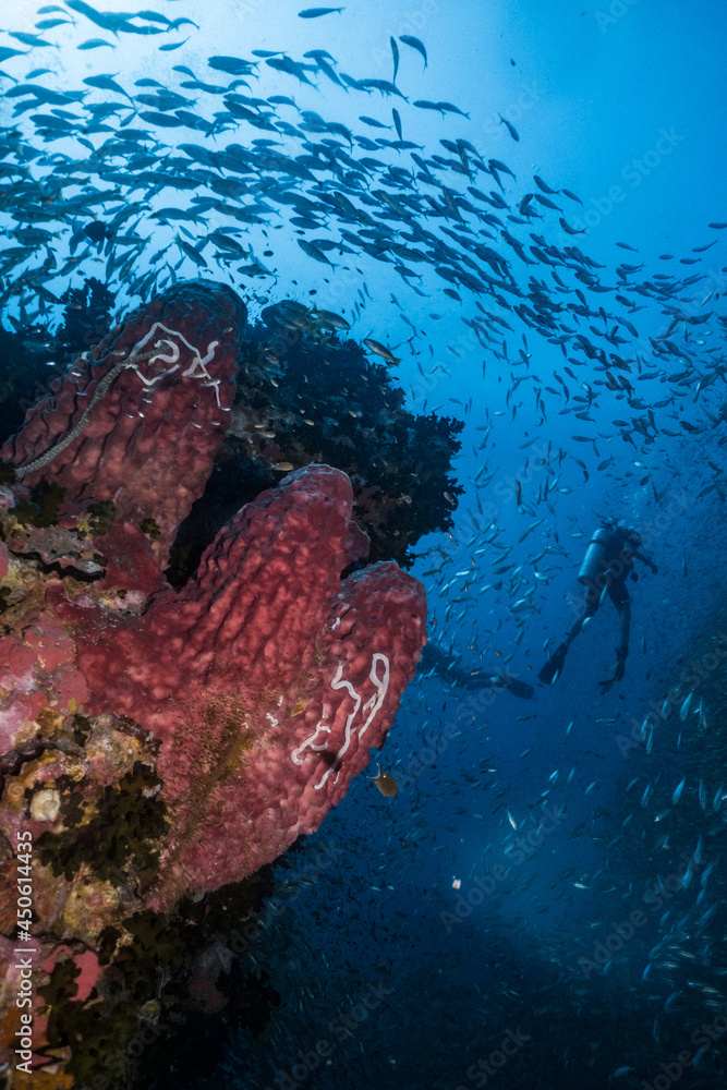 Healthy Coral reef at Blue Ocean on Crystal and Clear Water similar to ...