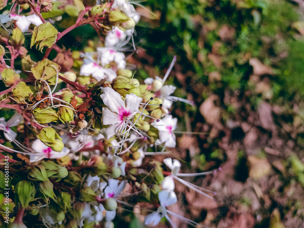 Clerodendrum infortunatum, known as bhat or hill glory bower, is a ...
