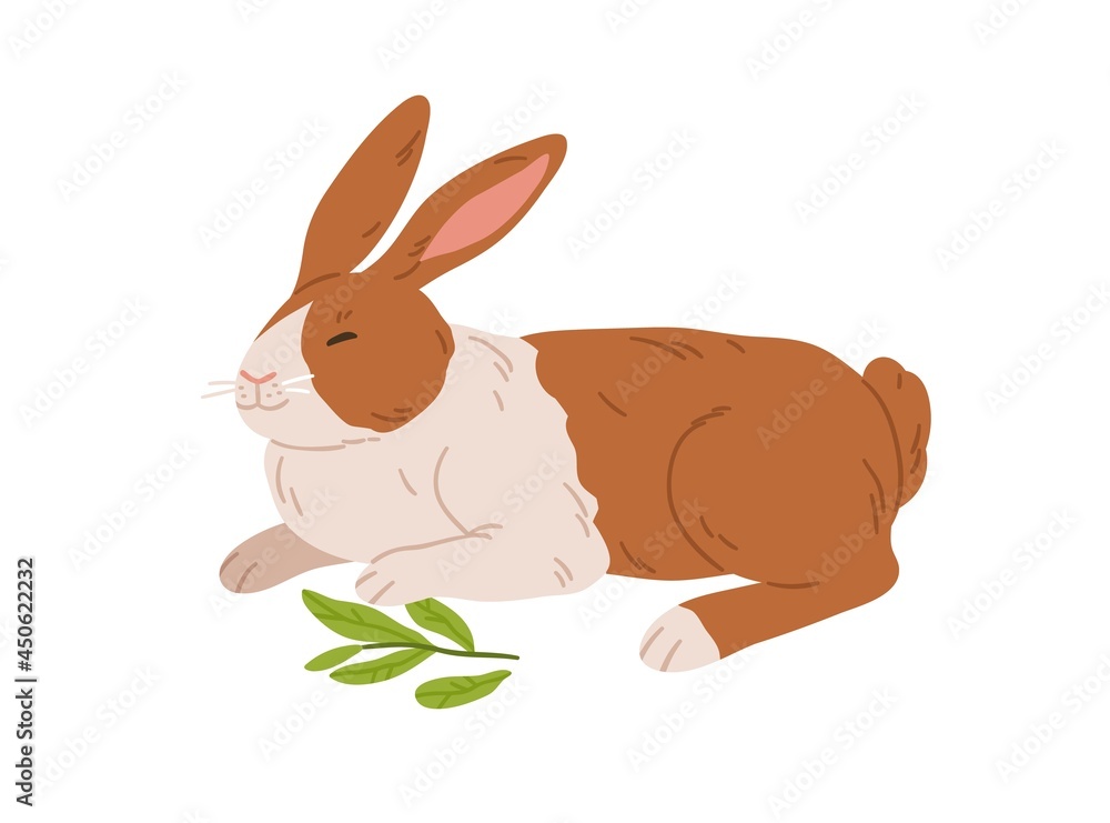 Cute happy rabbit. Small spotty bunny breed lying. Domestic animal with ...