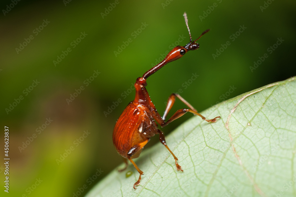 The male and female long neck weevil feeds and build their nest in the ...