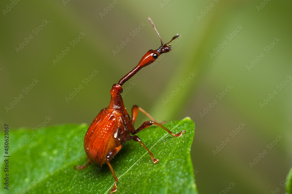 The male and female long neck weevil feeds and build their nest in the ...