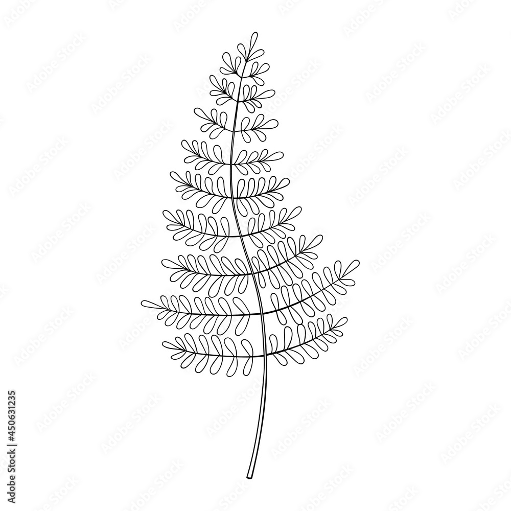 Fern vector sketch outline illustration. Forest leaf greenery ...