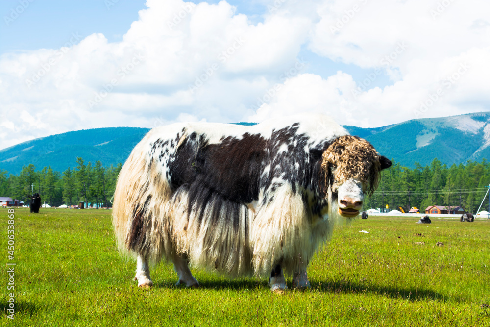 Foto de Yaks in steppes of Mongolia near khuwsgul. Mongolian nature ...