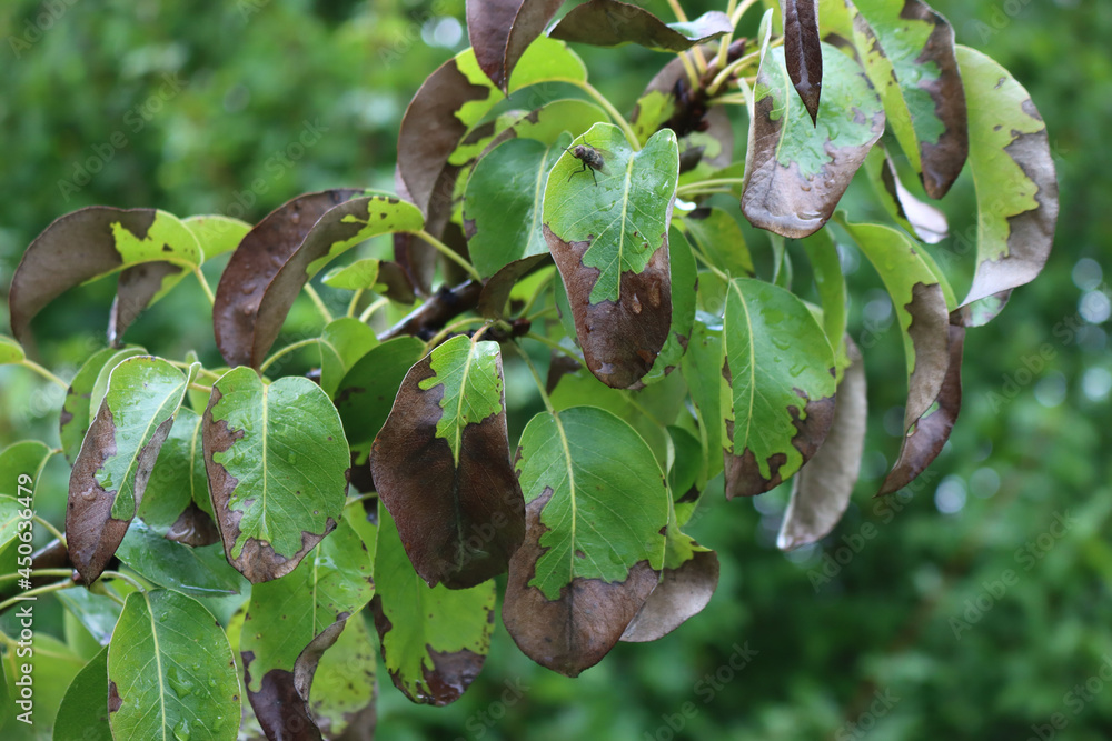Brown spots on Pear tree green leaves on branches. Pyrus tree with ...