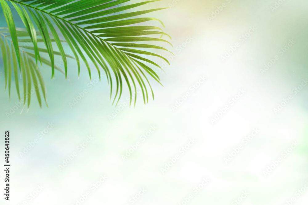 Blurred palm leave background, tropical palm tree with copy space ...