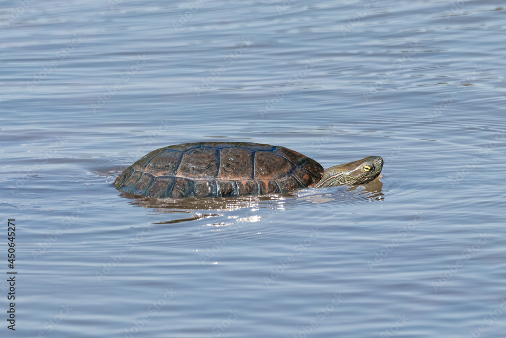 The Spanish pond turtle (Mauremys leprosa), also known as the ...