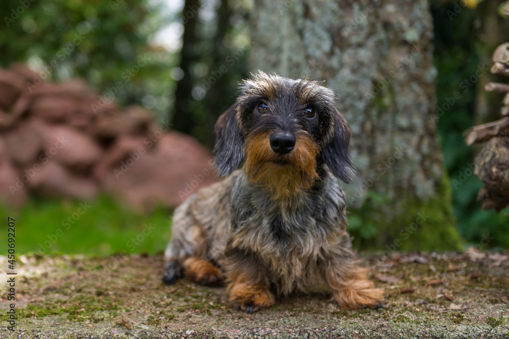 Sitzender Rauhaardackel auf einer Mauer im Garten foto de Stock | Adobe ...