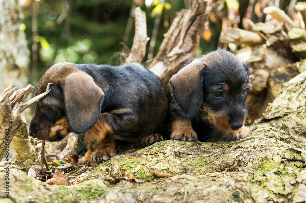 Dackel Welpen im Garten Stock Photo | Adobe Stock