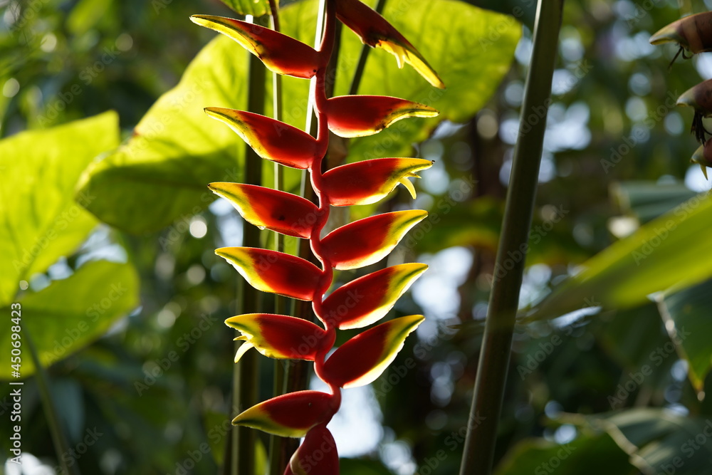 Heliconia rostrata, backlit photo (also known as hanging lobster claw ...