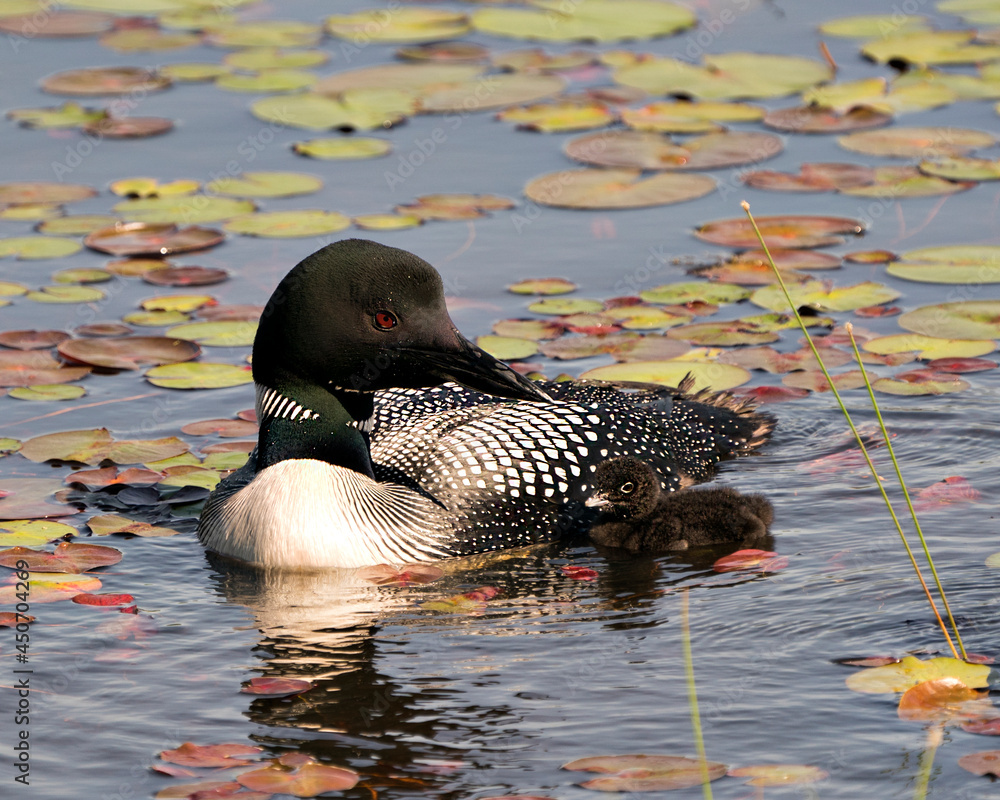 Common Loon Photo. Swimming and caring for baby chick loon with water ...