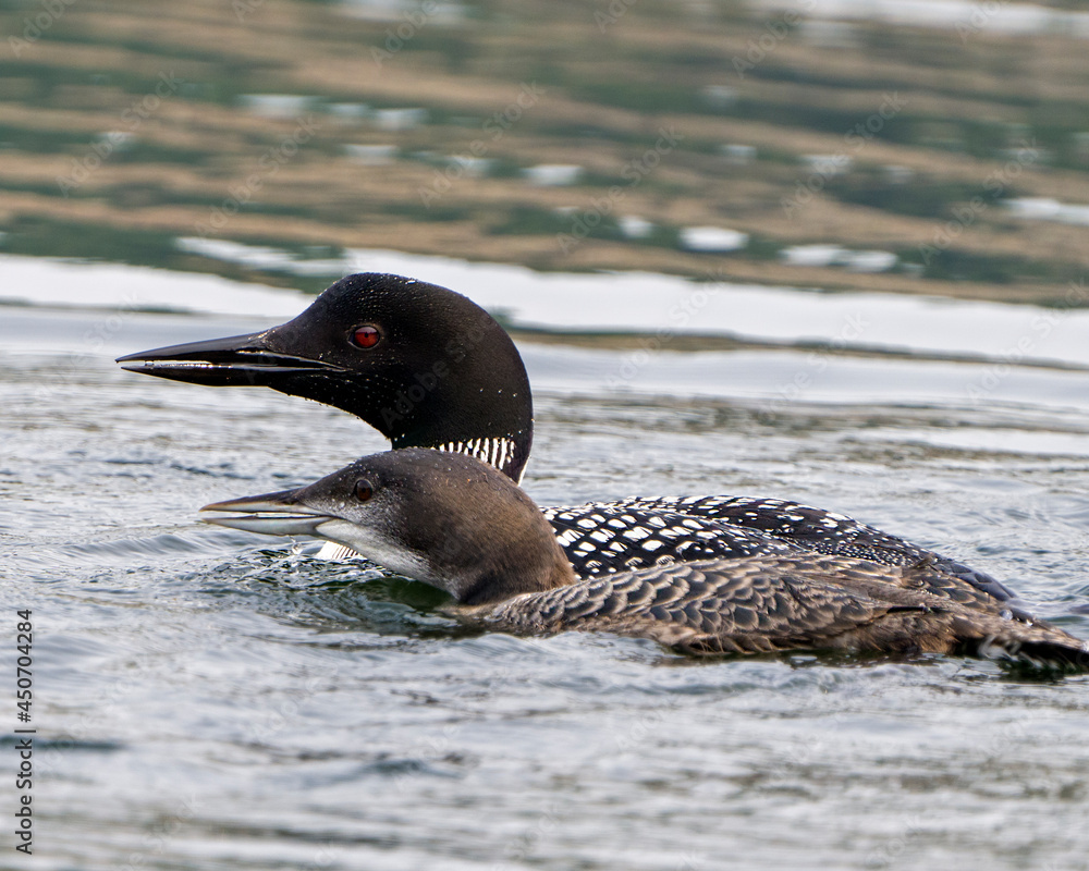 Common Loon Photo. Loon with young immature baby loon in its growing ...