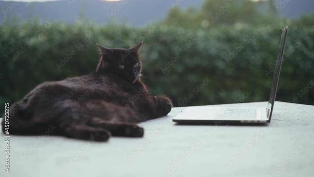 Funny black cat chilling on the terrace with a laptop. Serious fat cat ...
