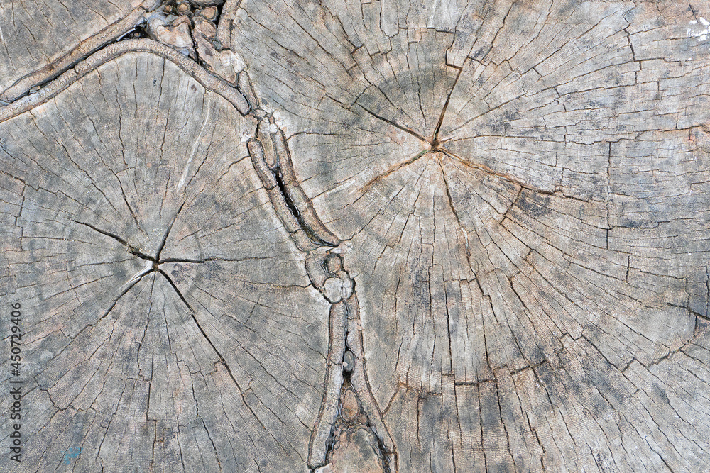 Saw cut abstract tree trunk wood texture. Nature texture background ...