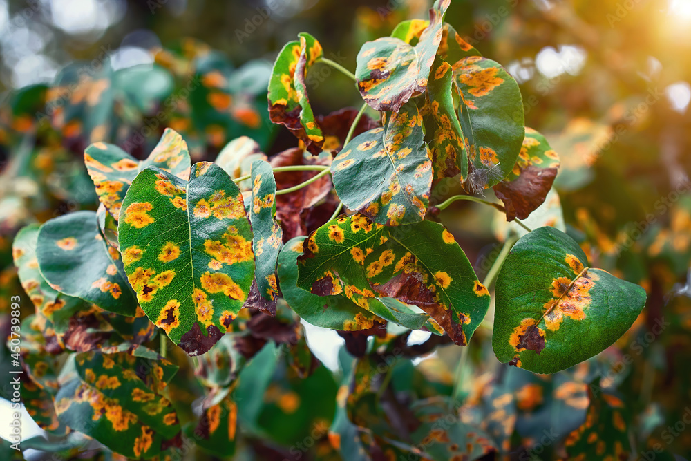 Pear trees fisease, rust spot on leaves. Fruit tree infected with ...