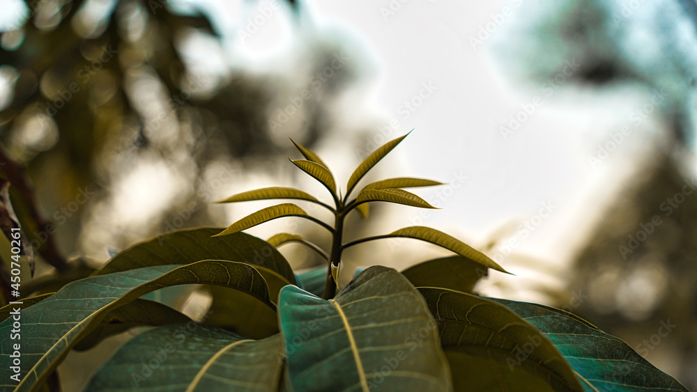 This is the young leaf of the mango shoot. Mango plant and its growing ...
