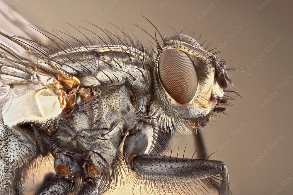 Portrait of a fly super close-up. Incredibly detailed stack photo of an ...