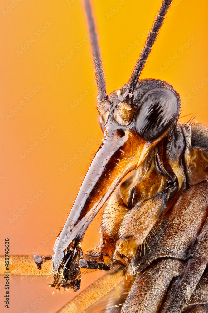 Super macro portrait of a scorpion fly. Incredible details of a macro ...