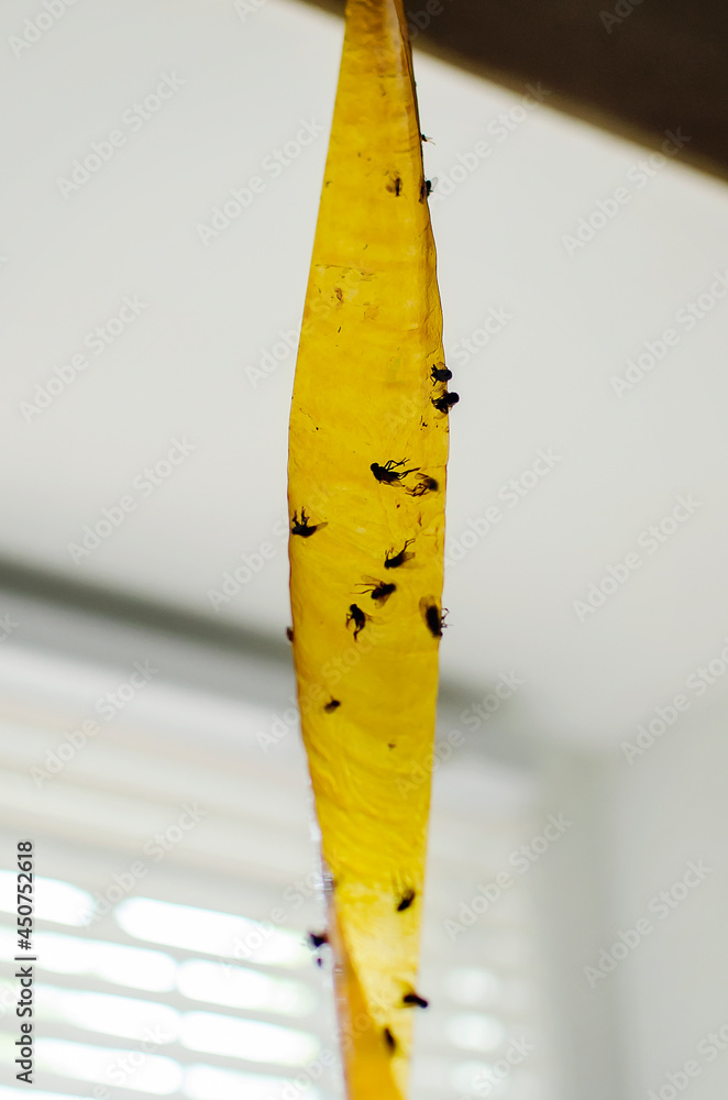 Dead Flies On Sticky Tapes. Flypaper, sticky tape. Trap for flies ...