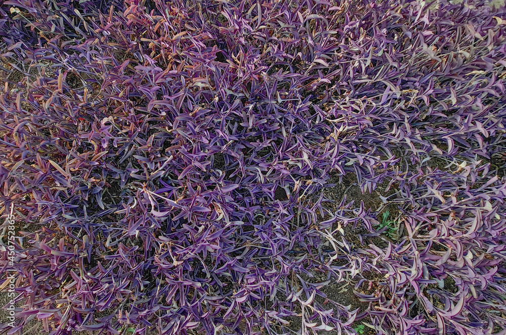 Ground Cover Seamless Texture Tile. Violet plants leaves from top view ...