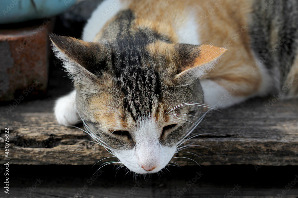 Fotka „Gato calicó acostado viendo hacia abajo“ ze služby Stock | Adobe ...