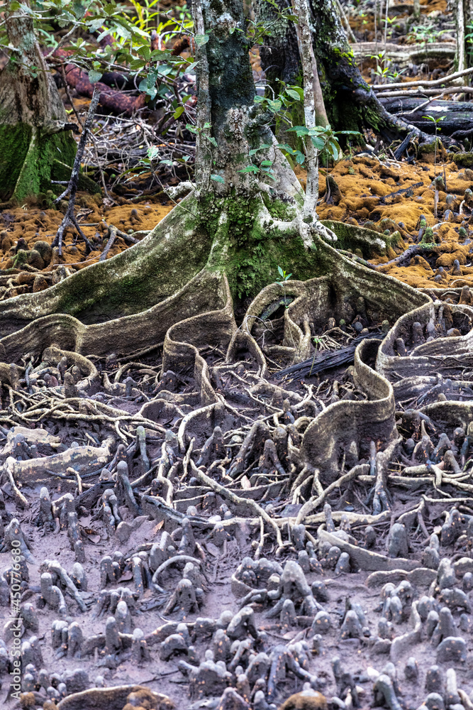 Tree roots in daintree rainforest board walk Stock Photo | Adobe Stock