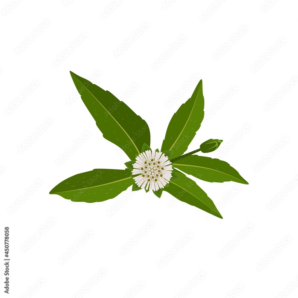 Vector illustration, Eclipta Alba, Eclipta Prostrata or Bhringraj, also ...