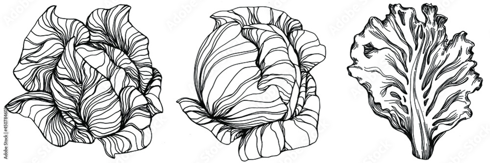 Cabbage hand drawing sketch vector illustration. Isolated vegetable ...