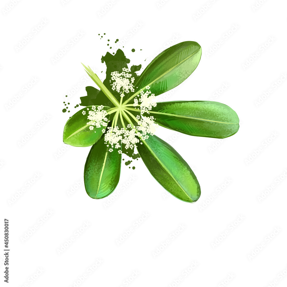 Chitvan - Alstonia scholaris ayurvedic herb, flower. digital art ...