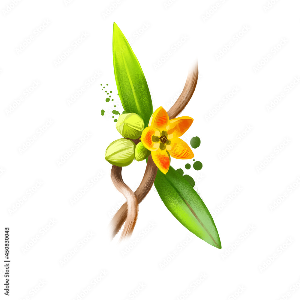 Anantamul - Hemidesmus indicus ayurvedic herb, flower. digital art ...