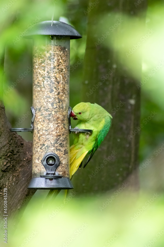 Ring-necked parakeet eating birdseed in a park with green feathers and ...