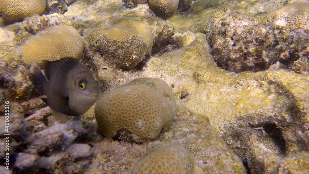 Farmerfish protects the territory and burrows in the coral reef. Dusky ...