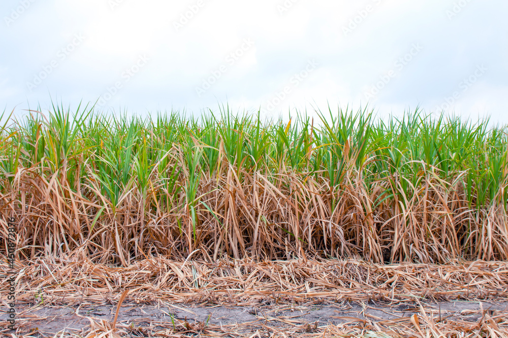 sugarcane plantation, sugar cane in harvest season, sugarcane land ...