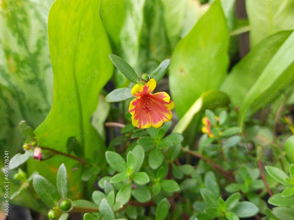 Portulaca grandiflora flower. It is a succulent flowering plant in the ...