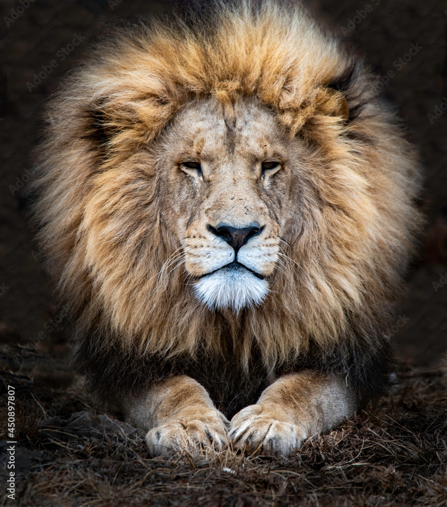 The magnificent African male lion. Photographed in South Africa. Stock ...