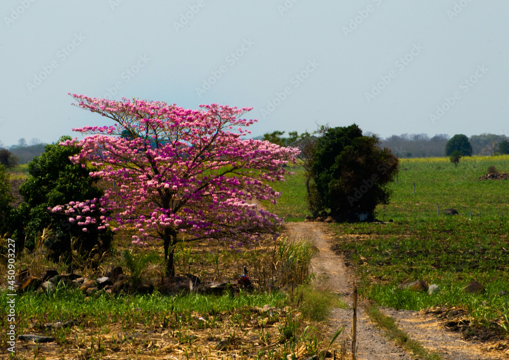 Arbol de flores color rosa Stock Photo | Adobe Stock