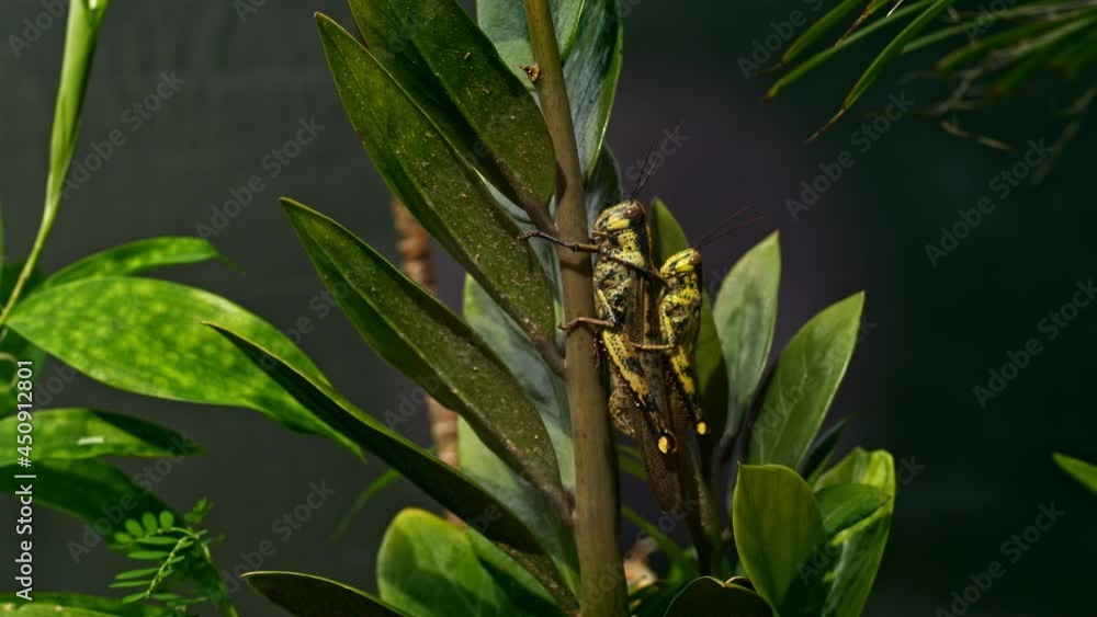 Video „The locust on the branches looks in harmony with the color of ...